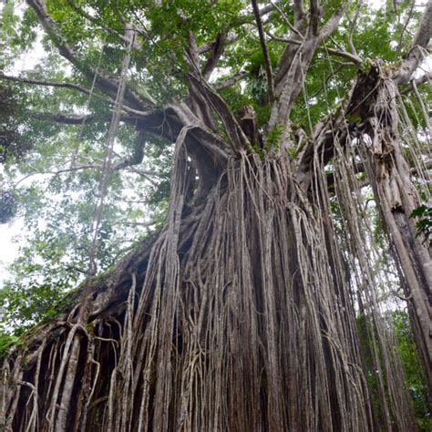 Rainforest Strangler Fig