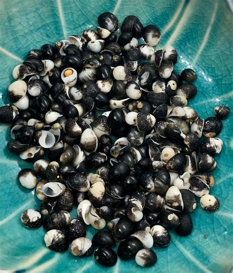 Hawaii Pipipi Shells Lot Hawaii Micro Shells Mix Speckled Etsy