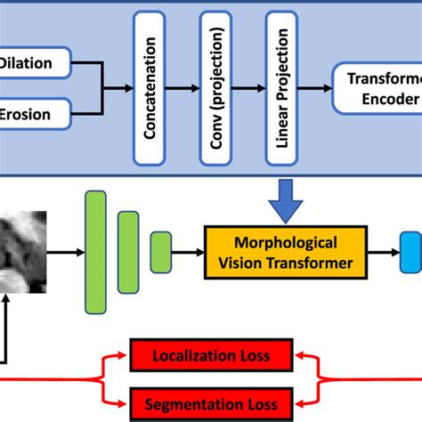 The Workflow Of The Proposed Morphological Visual Transformer