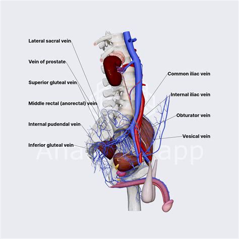 Internal Iliac Vein Wikipedia Plexus Products Anatomy