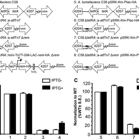 Chromosomal And Plasmid Based Complementation Of Motility In Rem A