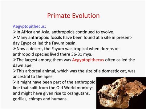 Lecture 71 Lecture 72 Lecture 73 Primates Ozgur Unal Ppt Download