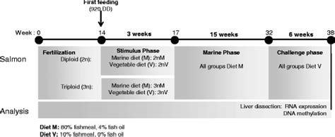 Schematic Representation Of Experimental Design Download Scientific Diagram