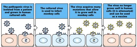 Immunology Lecture 12 13 Vaccines Flashcards Quizlet