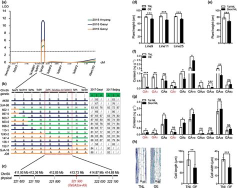 Map‐based Cloning And Functional Validation Of Rht24 In Wheat A Download Scientific Diagram