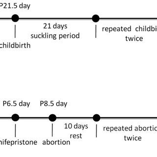 The Protocol Of Experiment Download Scientific Diagram