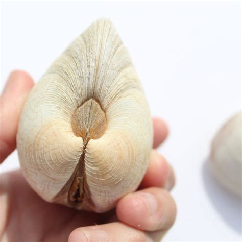 Quahog Shell Etsy