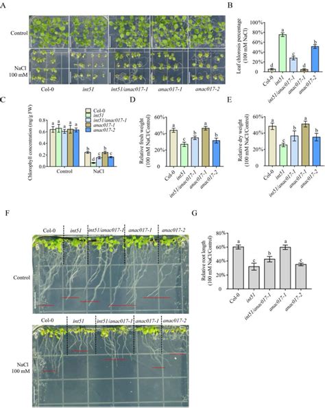 Figure 1 From Rcd1 Promotes Salt Stress Tolerance In Arabidopsis By