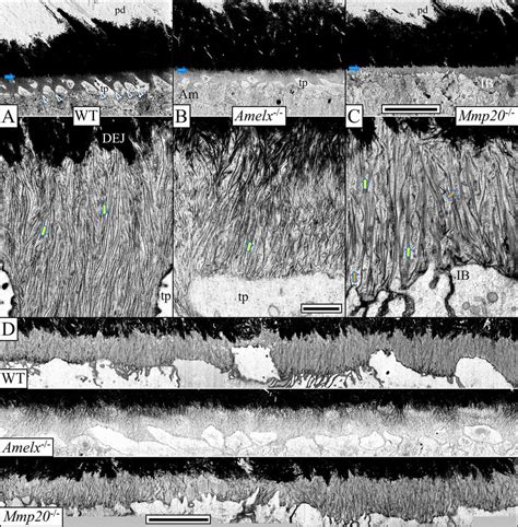Fib Sem Micrographs Of Recently Formed Initial Enamel Level 1 2 In Wt Download Scientific