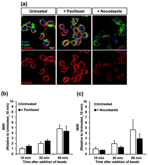 Macrophage Phagocytosis Assay