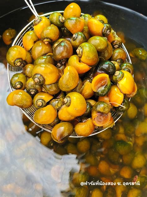 สายหอยเนื้อ หอยเชอรี่สีทอง ฟาร์มพี่น้องสอง ช อุดรธานี