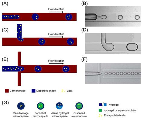 Schematics Of The Generation Of Cell Laden Hydrogel Microcapsules By Download Scientific
