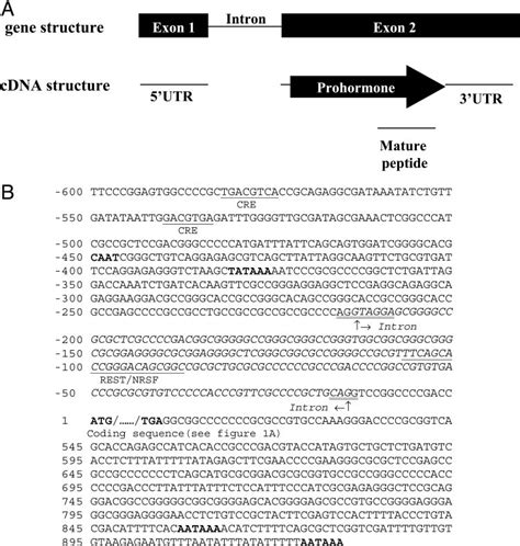 Schematic Representation Of The Gene And Cdna Structure Of Chicken
