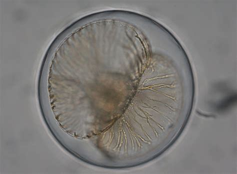 Eukaryote Project Noah