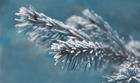 Winter Leaves Needles Free Photo On Pixabay