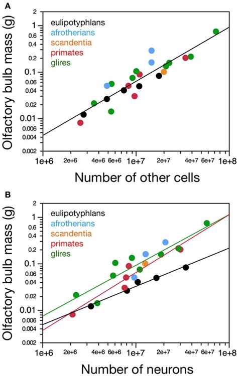 Neuronal And Non Neuronal Scaling Rules For The Olfactory Bulb Graphs