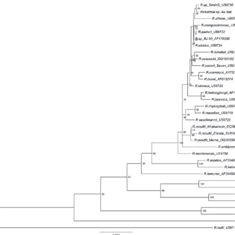 Phylogenetic Tree Drawn Using The Minimum Evolution Method From An