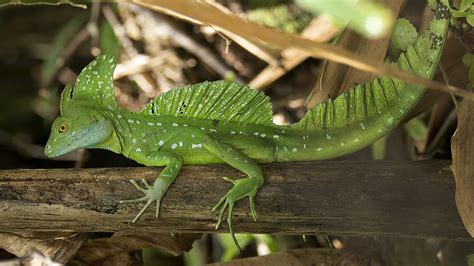 Plumed Basilisk Birdforum Plumed Basilisk Birdforum
