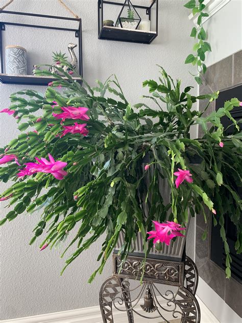 Plant Noob Question Rhouseplants
