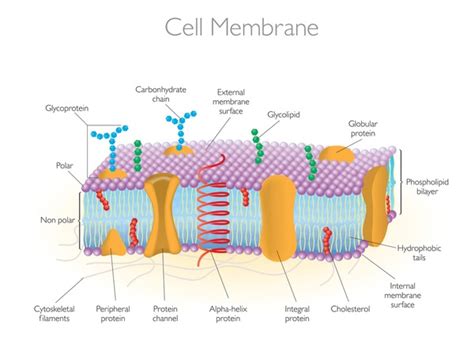 66 Cholesterol Nerve Cells Royalty Free Photos And Stock Images