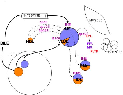 Lipoprotein Lipase Alchetron The Free Social Encyclopedia