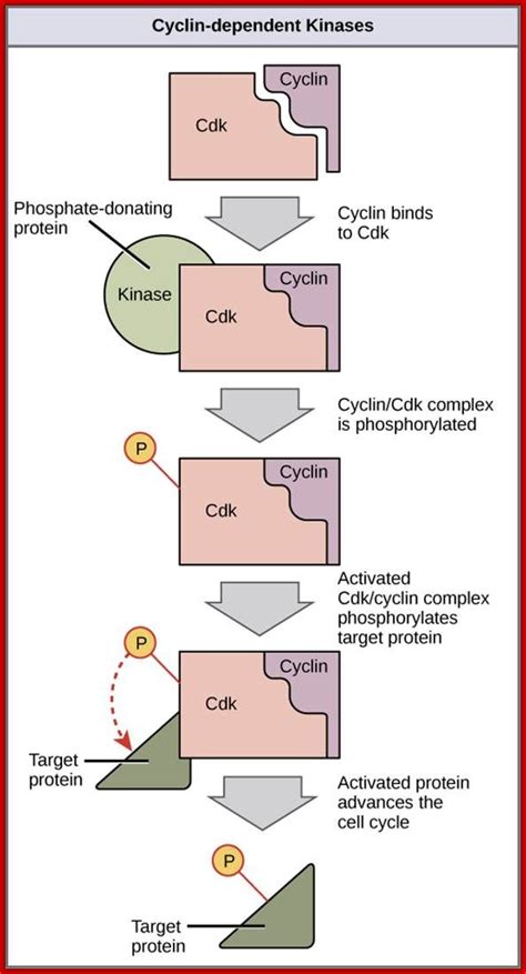 This Illustration Shows A Cyclin Protein Binding To A Cdk The Cyclin Cdk Complex Is Activated