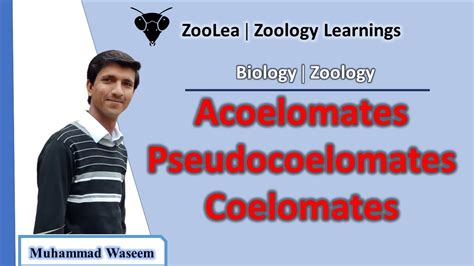 Acoelomates Pseudocoelomates And Coelomates Zoolea Lesson 13 Biology Zoology Youtube