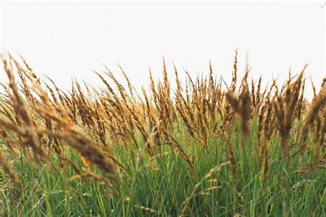 Premium Photo Ornamental Grasses Beautiful Karl Foerster Feather Reed