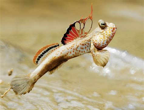 Chuyện Của Cá Thòi Lòi