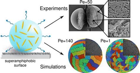 由球形和细长颗粒组成的超颗粒的结构形成 Langmuir X Mol