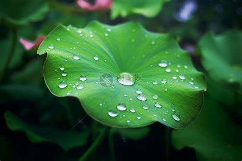 荷叶上的露珠高清图片下载 正版图片600198894 摄图网