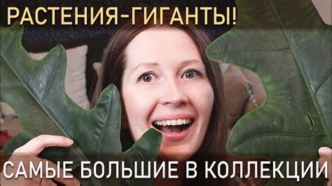 РАСТЕНИЯ ГИГАНТЫ Самые большие растения в моей коллекции Youtube