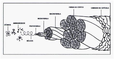 Estrutura Interna Do Fio De Cabelo Várias Estruturas