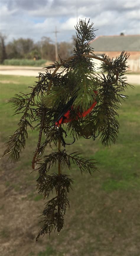 Identifying Grass General Bass Fishing Forum Bass Fishing Forums