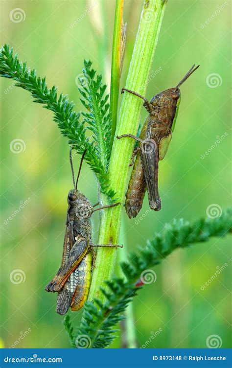 Grasshoppers Stock Image 15444265