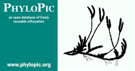 Lycopodiophyta Phylopic