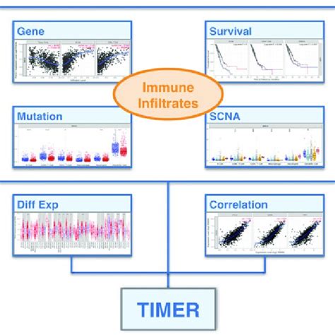 Overview Of TIMER Modules On The Website TIMER Comprises Six Modules Download Scientific