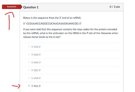 Solved Below Is The Sequence From The 3 End Of An MRNA Chegg Com