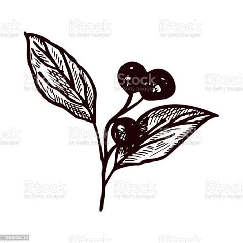 고립 된 흰색 배경에 새겨진 엘더베리 손으로 그린 스타일로 가지에 복고풍 식물 야생 베리 말오줌나무에 대한 스톡 벡터 아트 및