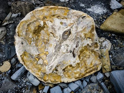 Fossil Remains Embedded In Stone Show Prehistoric Remnants Stock Image