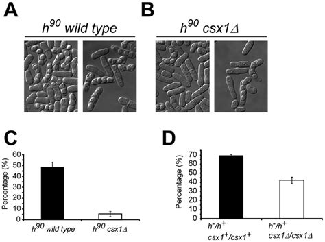 Csx1 Is Required For Sexual Differentiation In Fission Yeast Download Scientific Diagram