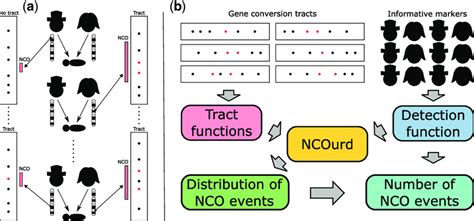 A NCO Events Red Rectangles Occur During Meiosis Some NCO Events Download Scientific