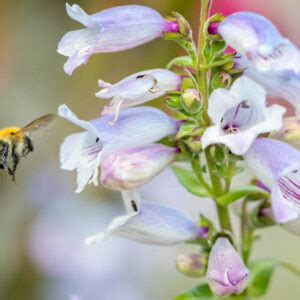 Penstemon Heterophyllus Margarita Bop Foothill Beardtongue