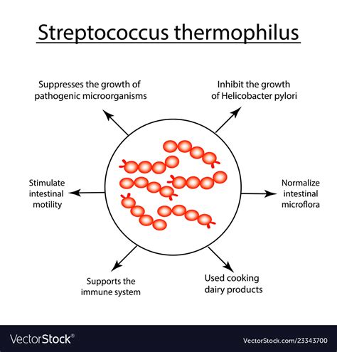 Streptococcus Bacteria Diagram