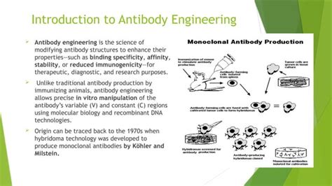 Antibody Antigen Interaction And Antibodyengineering Ppt