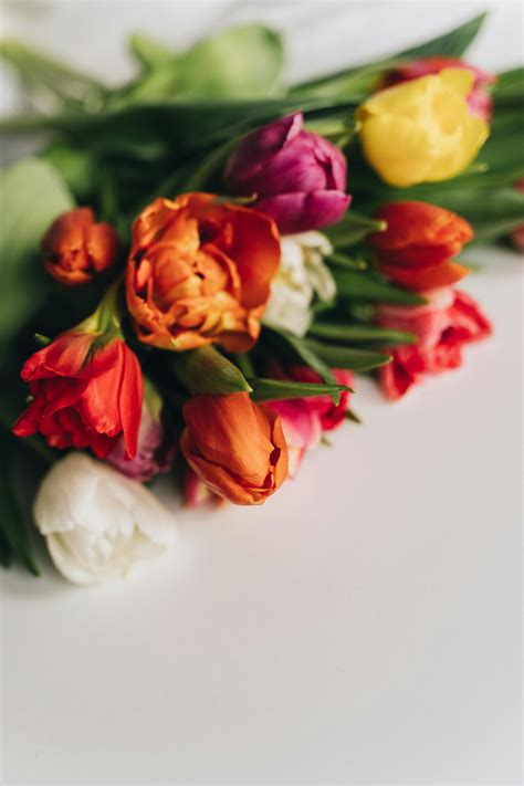 คลังภาพถ่ายฟรีของ กลีบดอก การจัดดอกไม้ การจัดเรียง การถ่ายภาพดอกไม้ การถ่ายภาพธรรมชาติ การ