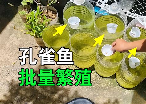 孔雀鱼的养殖奥秘，繁殖过程大开眼界 妖哥新视野 妖哥新视野 哔哩哔哩视频