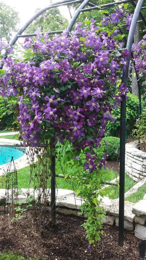 Purple Clematis Jackmanii Climbing A Trellis An Attractive Way To