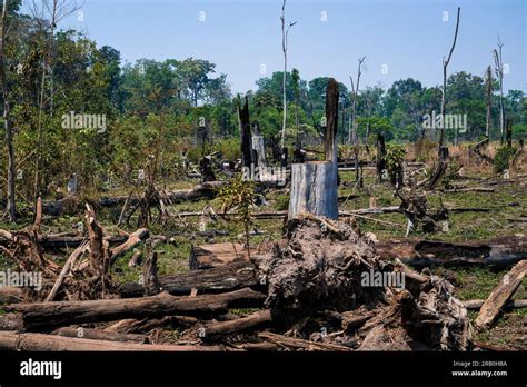 Deforestation In The Amazon Rainforest Trunks Of Trees Cut Down By Illegal Loggers And Forest