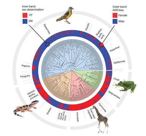 Comparative Project Hun Ren Pe Evolutionary Ecology Research Group